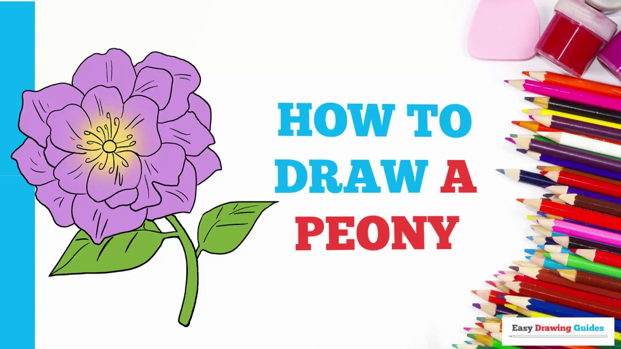 peony drawing tutorial