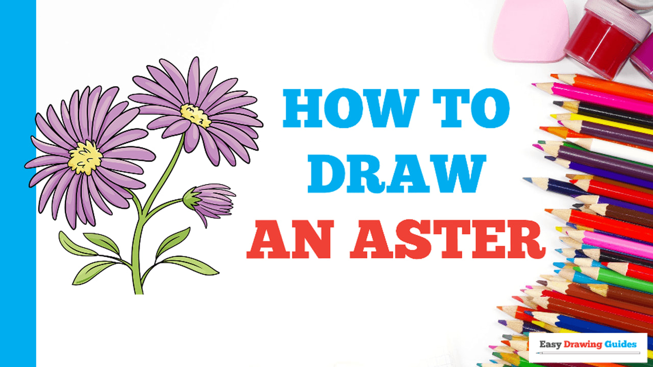 aster drawing easy