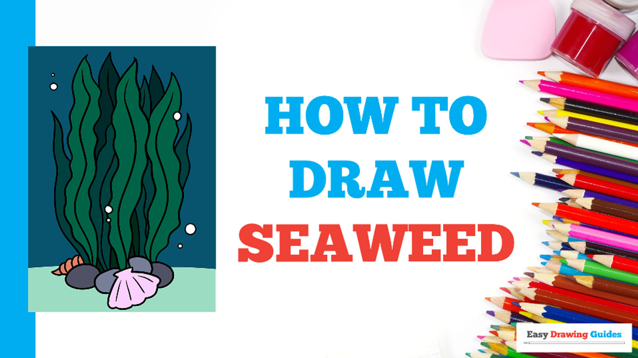 how to draw seaweed and rocks