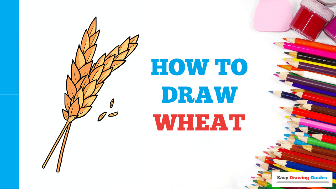 how to draw an ear of wheat