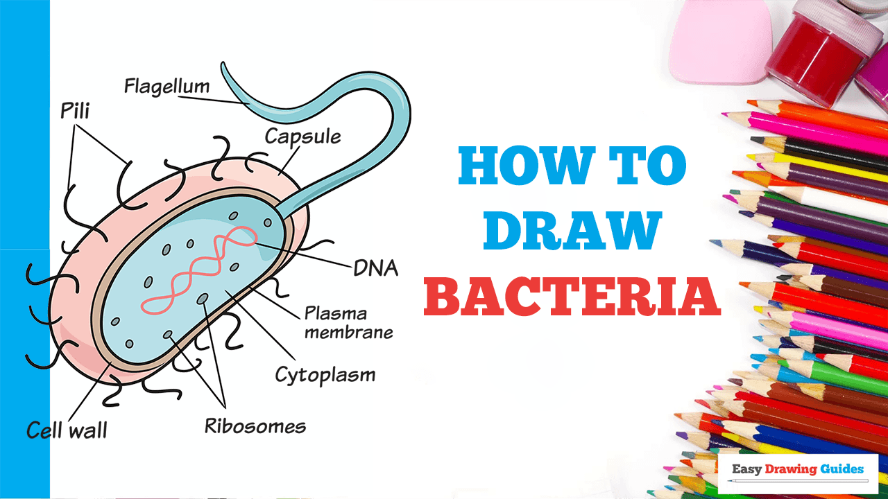 bacteria drawing labeled simple