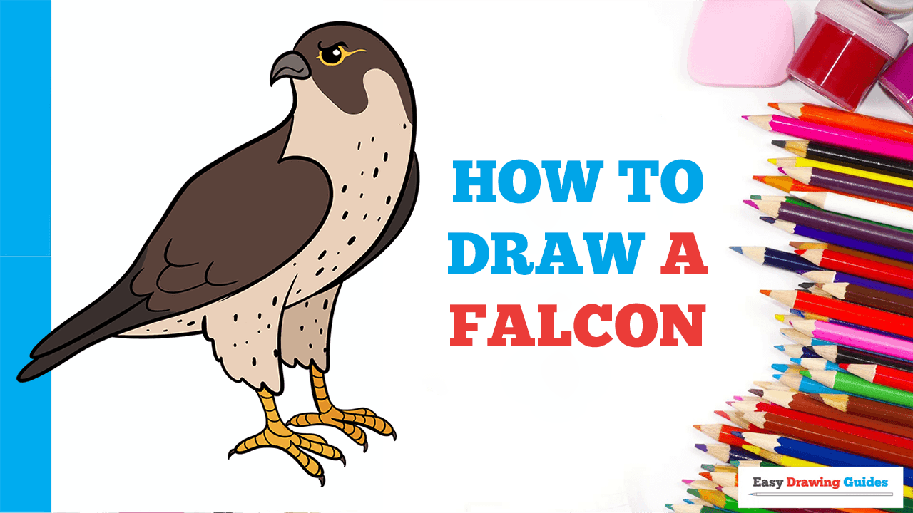 falcons drawing
