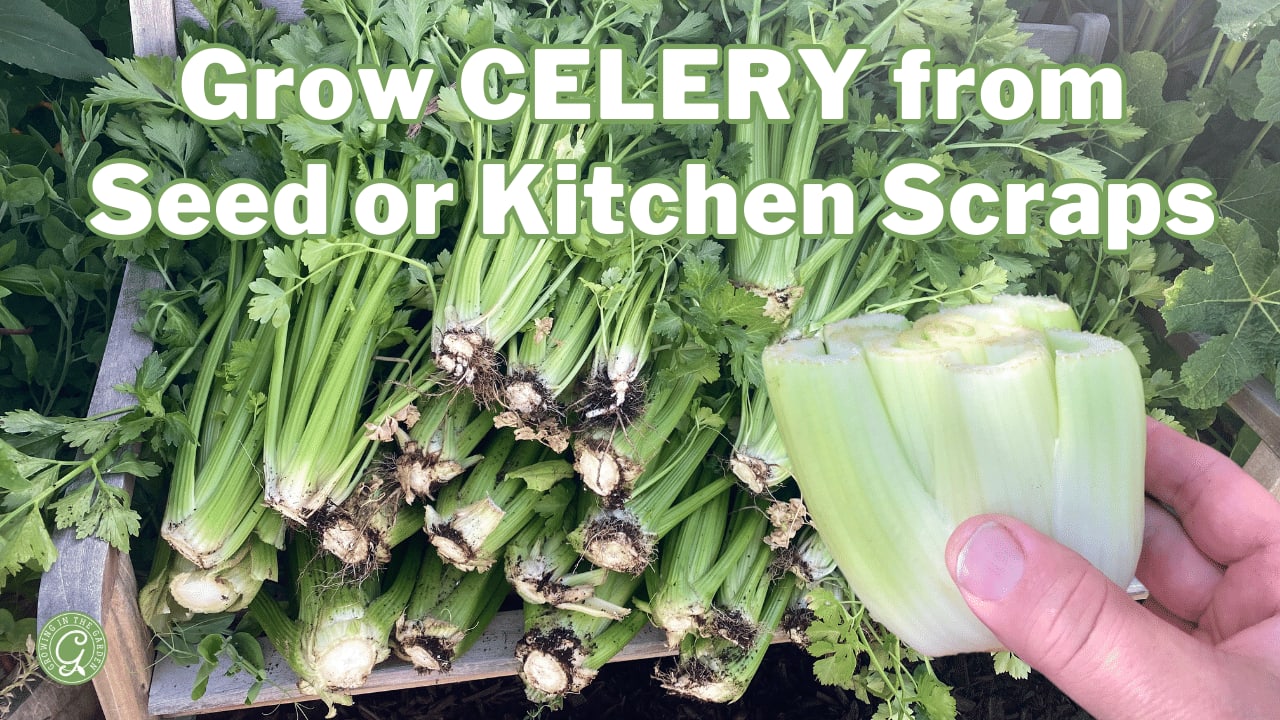 celery plant