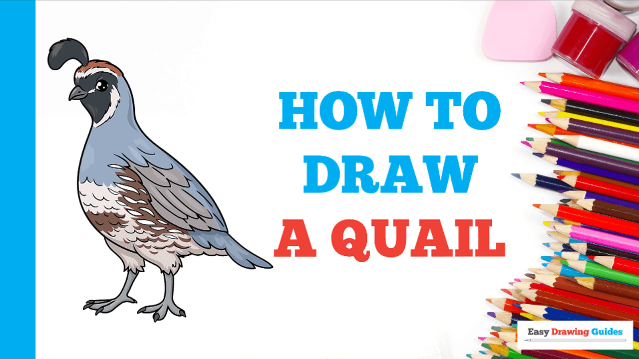 how to draw an easy quail