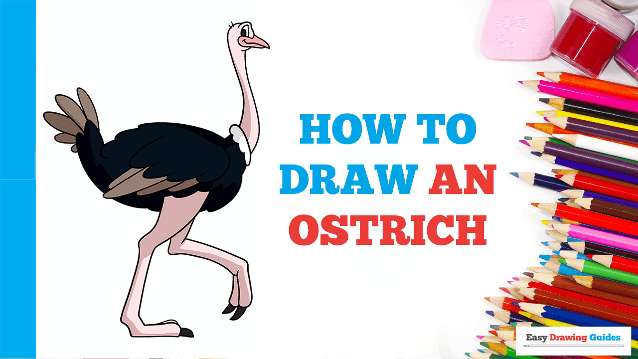 how to draw easy ostrich