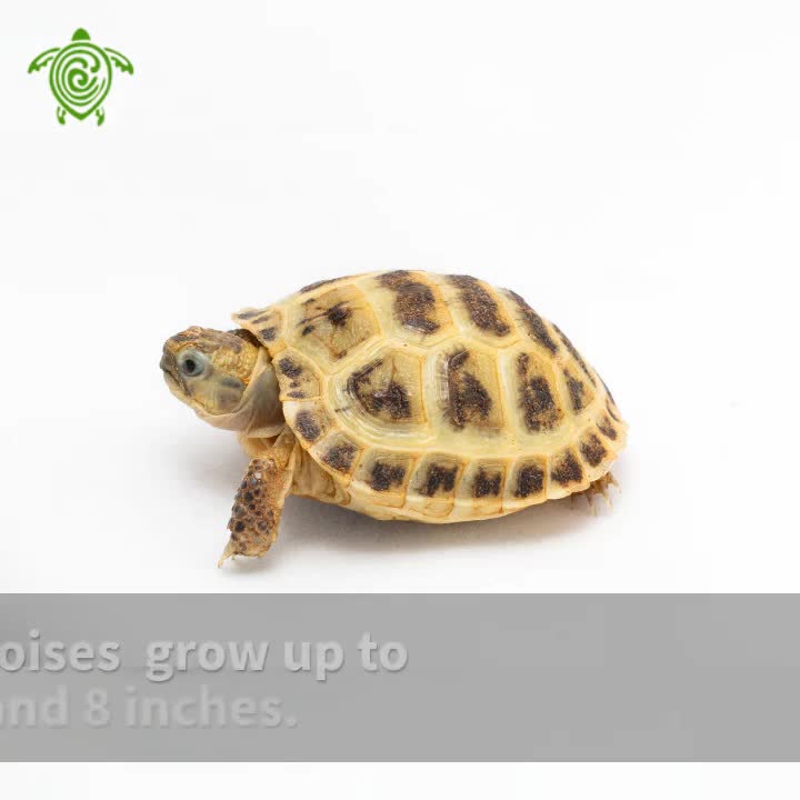 world's smallest tortoise